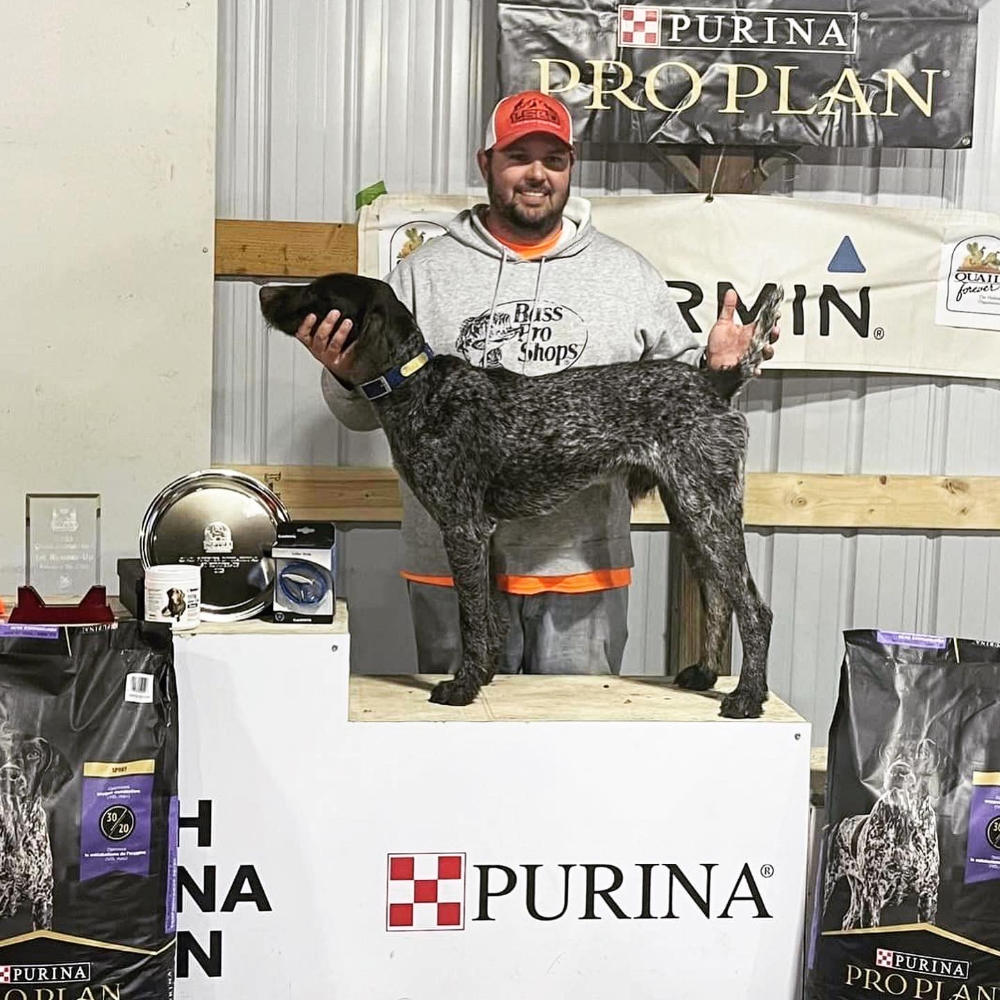 GERMAN WIREHAIRED POINTERS: Stud Service
